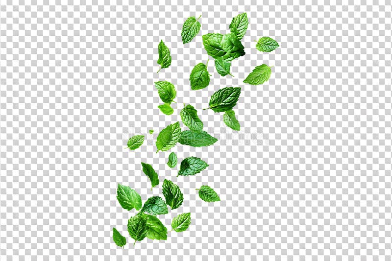 Falling Mint Leaves Isolated on Transparent Background PNG Stock ...