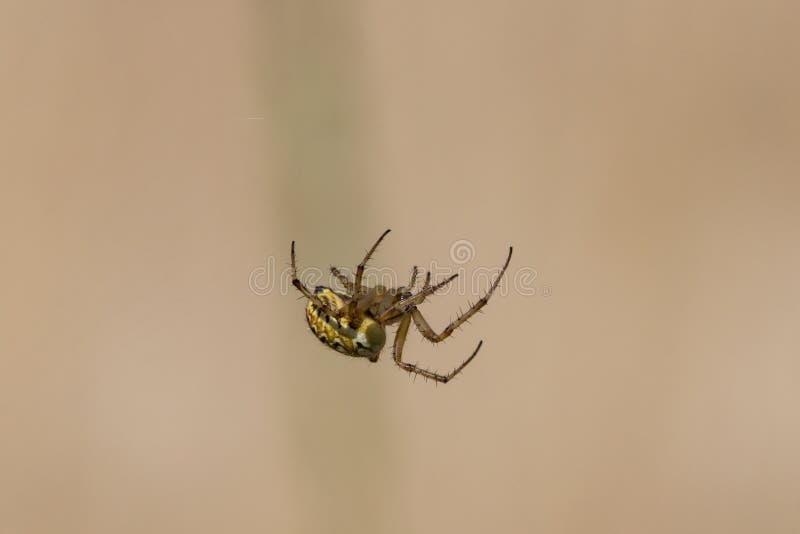 Falling Neoscona Adianta Spider Stock Photo - Image of summer, spider ...