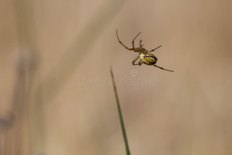 Falling Neoscona Adianta Spider Stock Image - Image of legs, wildlife ...