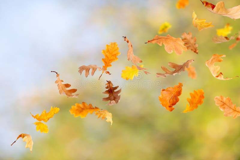 Falling Oak Leaves stock photo. Image of yellow, park - 10842452