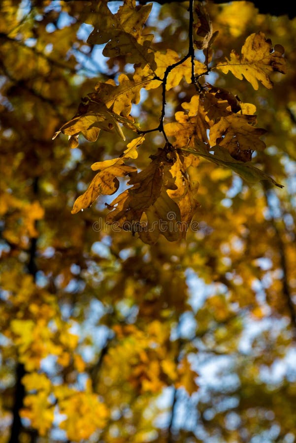 Falling Oak Leaves on the Scenic Autumn Forest Stock Photo - Image of ...
