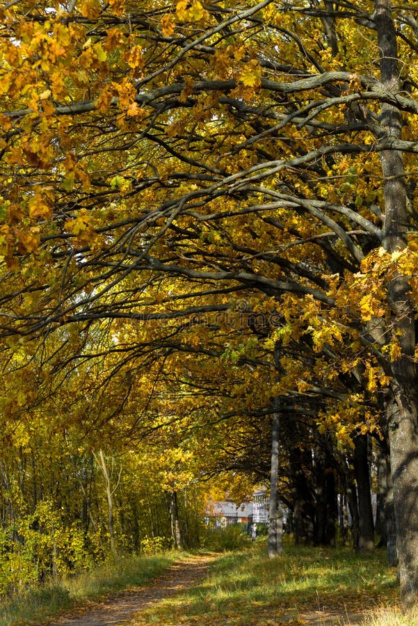 Falling Oak Leaves on the Scenic Autumn Forest Stock Image - Image of ...