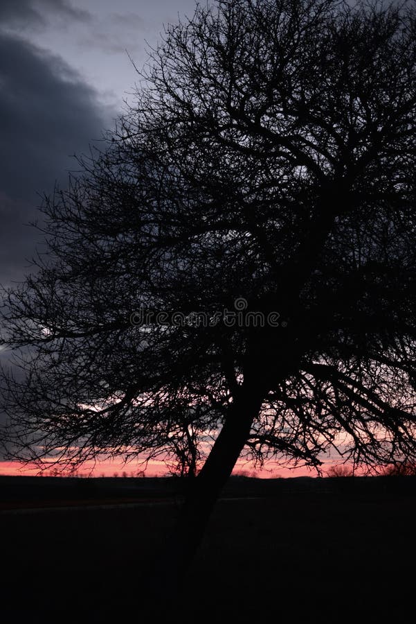 Falling Out Old Tree by Heavy Wind in Sunset Stock Photo - Image of ...