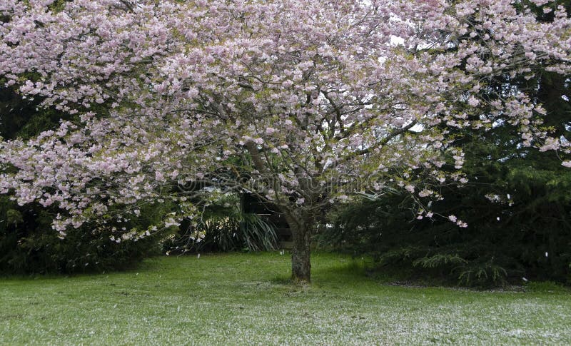 Falling Petals of Cherry Tree Stock Photo - Image of garden, white: 7430214