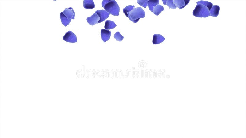 Falling Petals Roses Animation on White Background. Falling Rose Petals ...