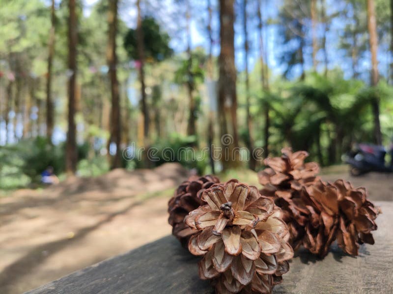 Falling Pine Tree Flowers Stock Photos - Free & Royalty-Free Stock ...