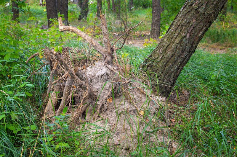 Falling Pine Tree after Hurricane with Root Disk Torn Out of the Ground ...