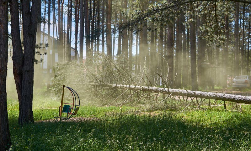 Falling pine tree stock photo. Image of timber, overthrown - 168749288