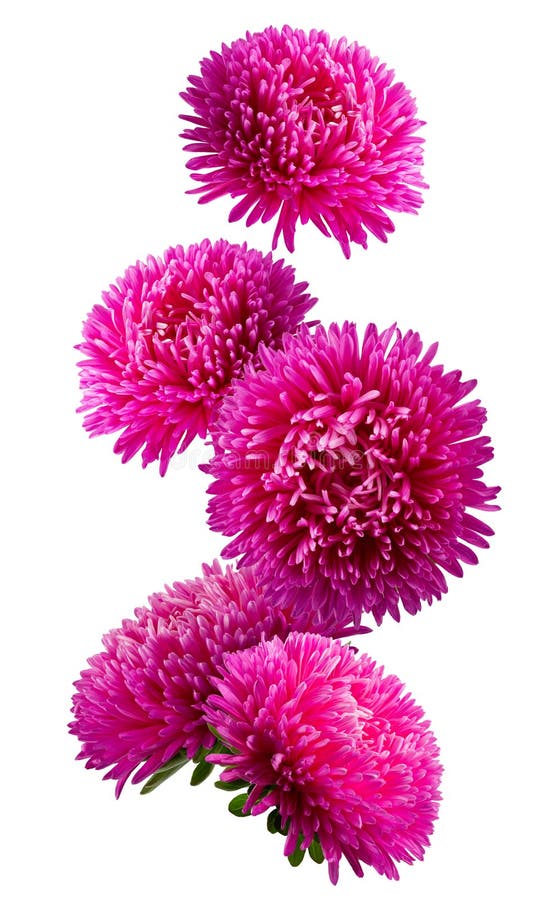 Falling pink blossoms stock photo. Image of blooming - 73180194