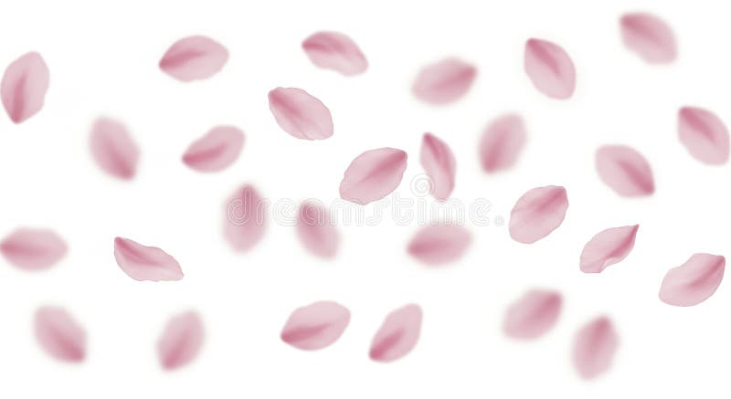 Falling Pink Flower Petals Isolated on White Background Stock ...