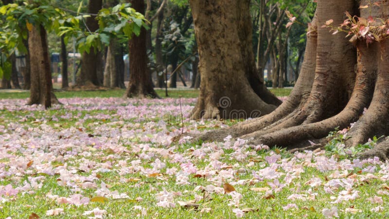 Falling Pink Flowers on the Lawn Stock Photo - Image of flowers, tree ...