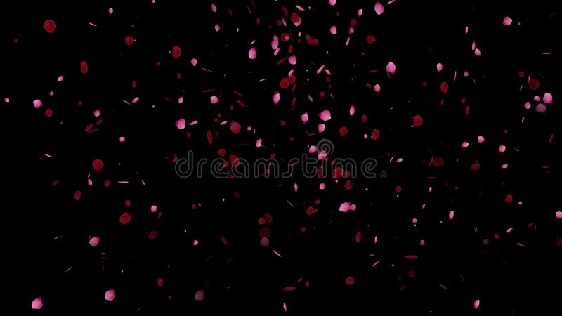 Rose Petals Falling on a Black Background HD Stock Video - Video of ...