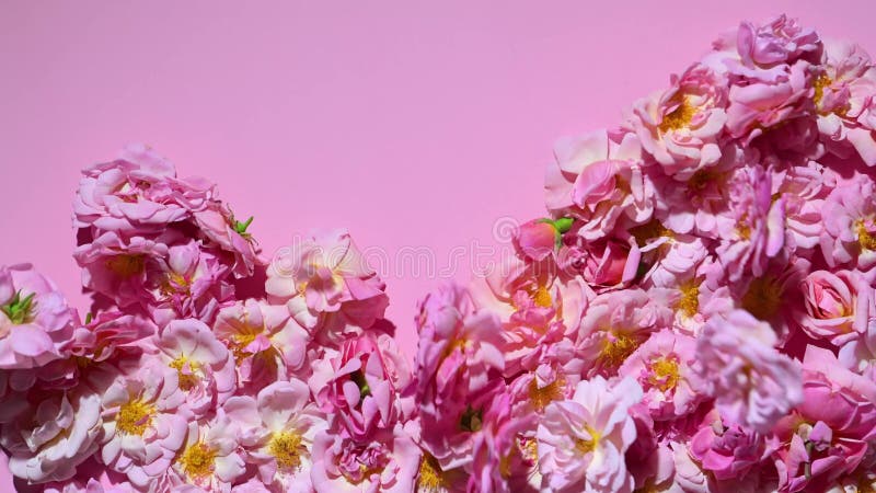 Falling Pink Roses Background Stock Footage - Video of botanical ...