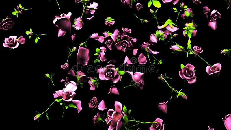 Falling Pink Roses on Black Background Stock Footage - Video of pink ...