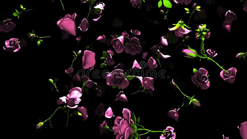 Falling Pink Roses on Black Background Stock Video - Video of calm ...