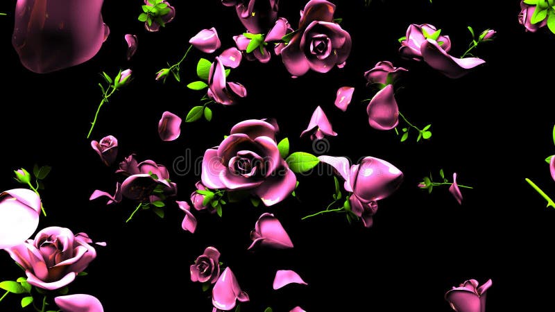 Falling Pink Roses on Black Background Stock Footage - Video of scatter ...