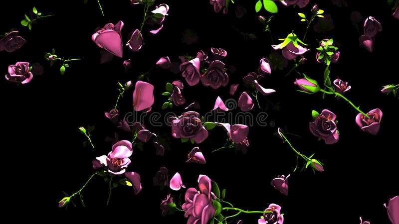 Falling Pink Roses on Black Background Stock Footage - Video of pink ...