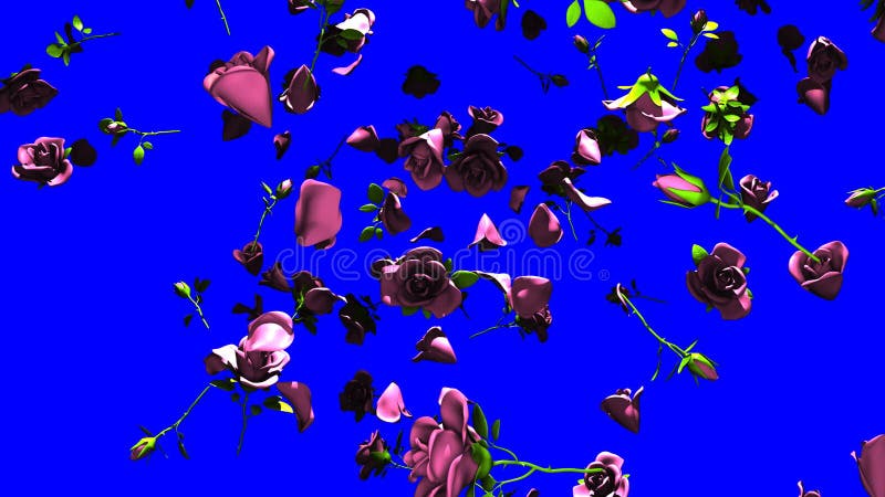 Falling Pink Roses on Blue Chroma Key Stock Footage - Video of blue ...