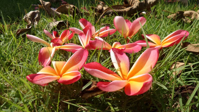 Falling Plumeria Flowers on Green Lawn Stock Photo - Image of lawn ...