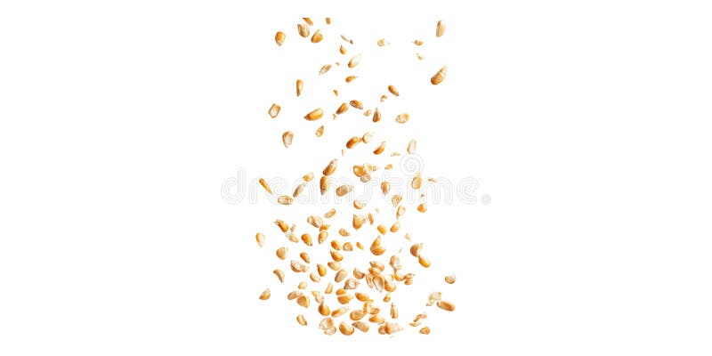 Falling Popcorn Kernels. Concept of Snack Preparation and Food ...