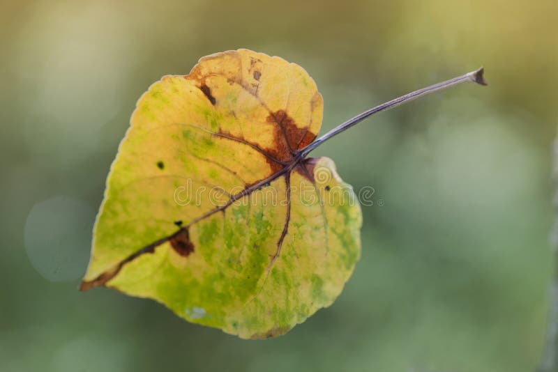 Falling Poplar Leaf stock image. Image of chlorophyll - 211301533