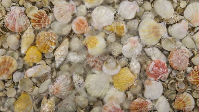 Falling Rain Drops in the Water with Sea Shells, Splash and Waves Stock ...