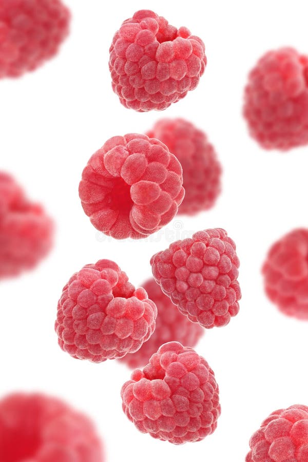 Leaf of Raspberry Isolated on White Stock Image - Image of leaf ...