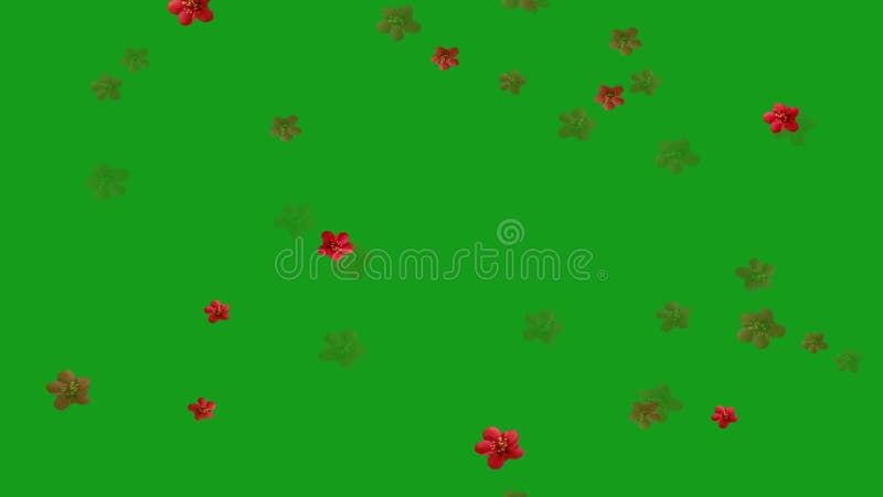 Falling Red Flowers with Green Screen Background Stock Footage - Video ...
