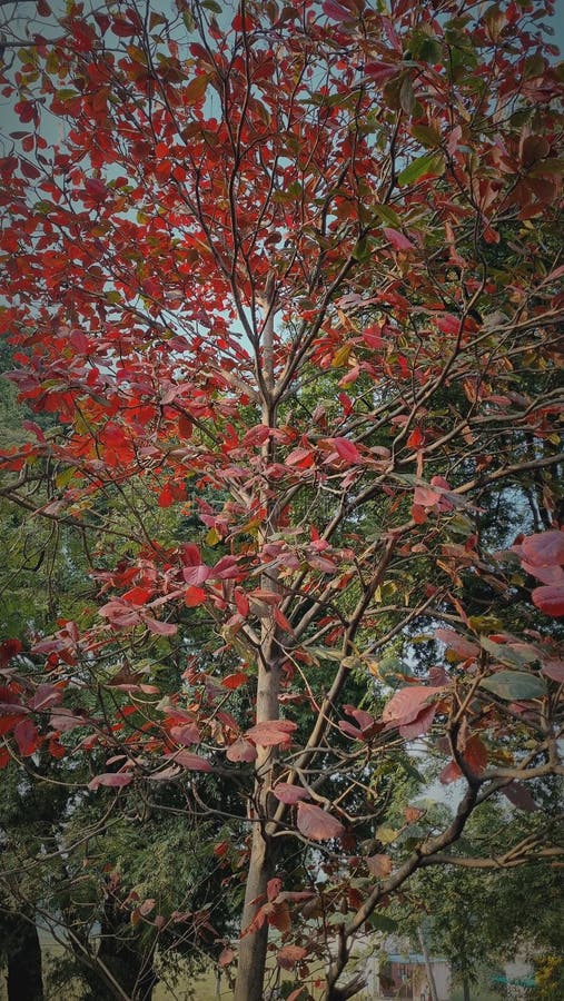 Falling Red Leaf in Spring Season Stock Photo - Image of season, leaf ...