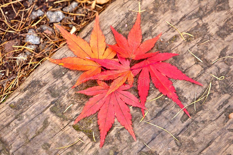 Falling Red Maple Leaf on Wooden Path Stock Photo - Image of orange ...