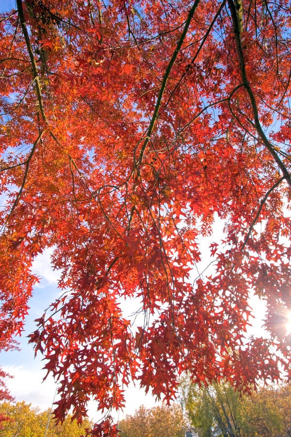 Falling red oak stock image. Image of outdoor, park, tree - 3591303