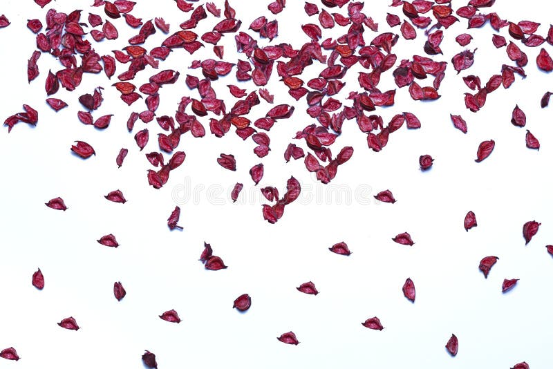Falling Red Rose Petals on White Background Stock Image - Image of love ...