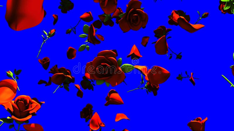Falling Red Roses on Blue Chroma Key Stock Video - Video of composition ...
