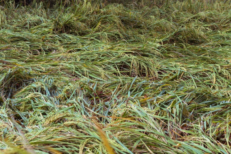 Falling Rice in the Field. Rice Damage Stock Photo - Image of falling ...