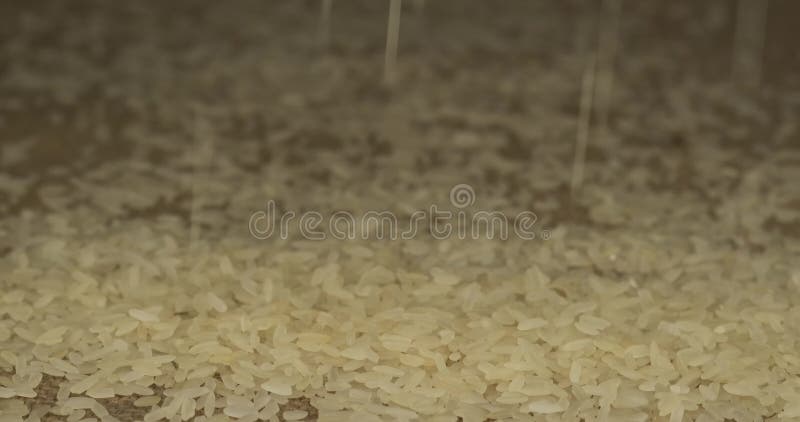 Falling Rice Grain on Burlap. Falling Grain in the Form of Rain ...