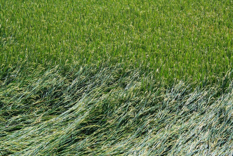 Falling Rice Green Paddy Field Due To Strong Wind. Stock Image - Image ...