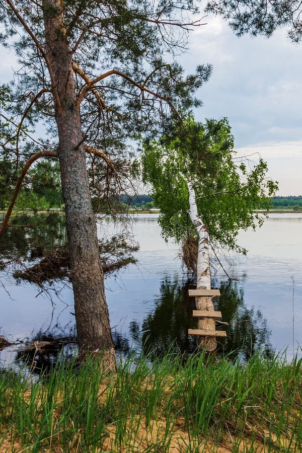 Falling into the River Trees. Stock Image - Image of soon, spring: 83511345
