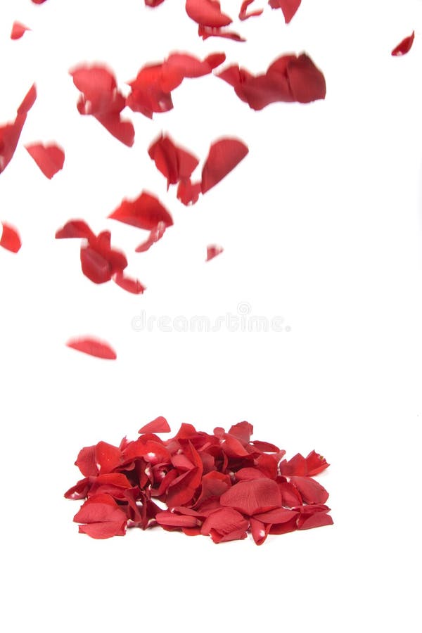 Dark Red Rose Petals Falling
