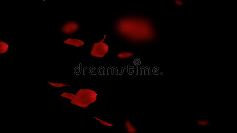 Rose Petals Falling on a Black Background HD Stock Video - Video of ...