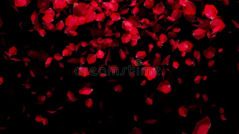 Falling rose petals stock video footage. Video of background - 36920429
