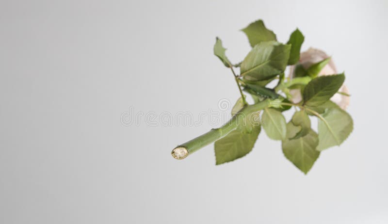 734 Rose Bottom View Stock Photos - Free & Royalty-Free Stock Photos ...