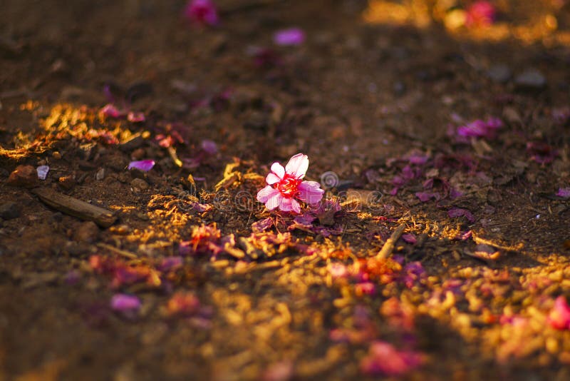 1,399 Sakura Falling Photos - Free & Royalty-Free Stock Photos from ...