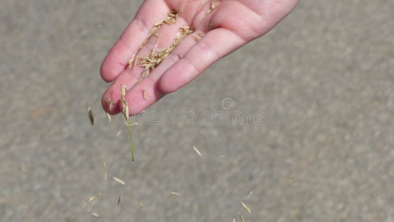 Seeds falling stock photo. Image of plant, detail, human - 399922