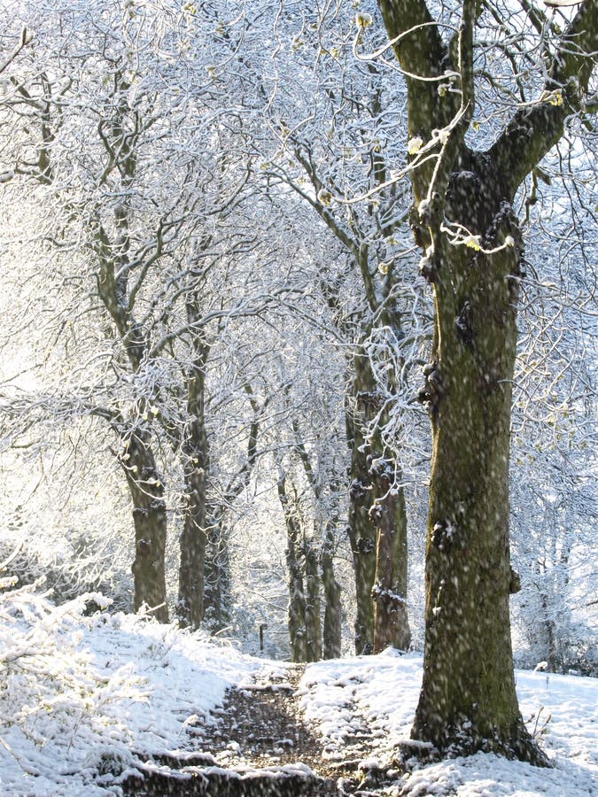 Falling Snow stock image. Image of trunks, park, snow - 4832987