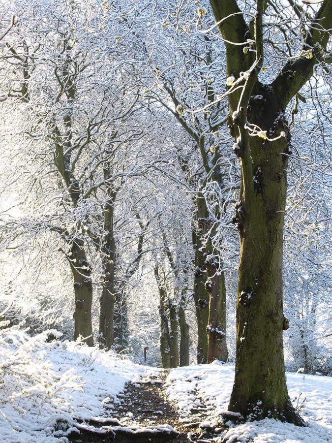 Falling snow stock photo. Image of night, storm, snow - 39263728