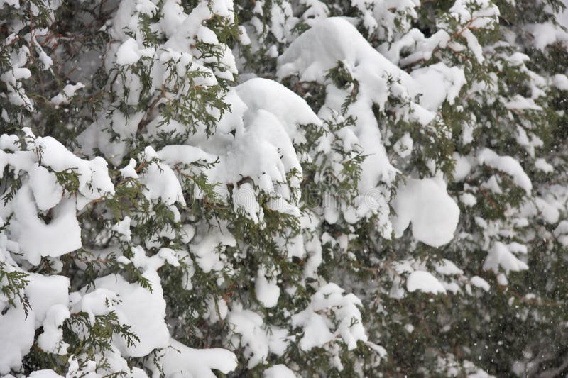 Falling Snow Against Arborvitae in Winter Stock Image - Image of season ...