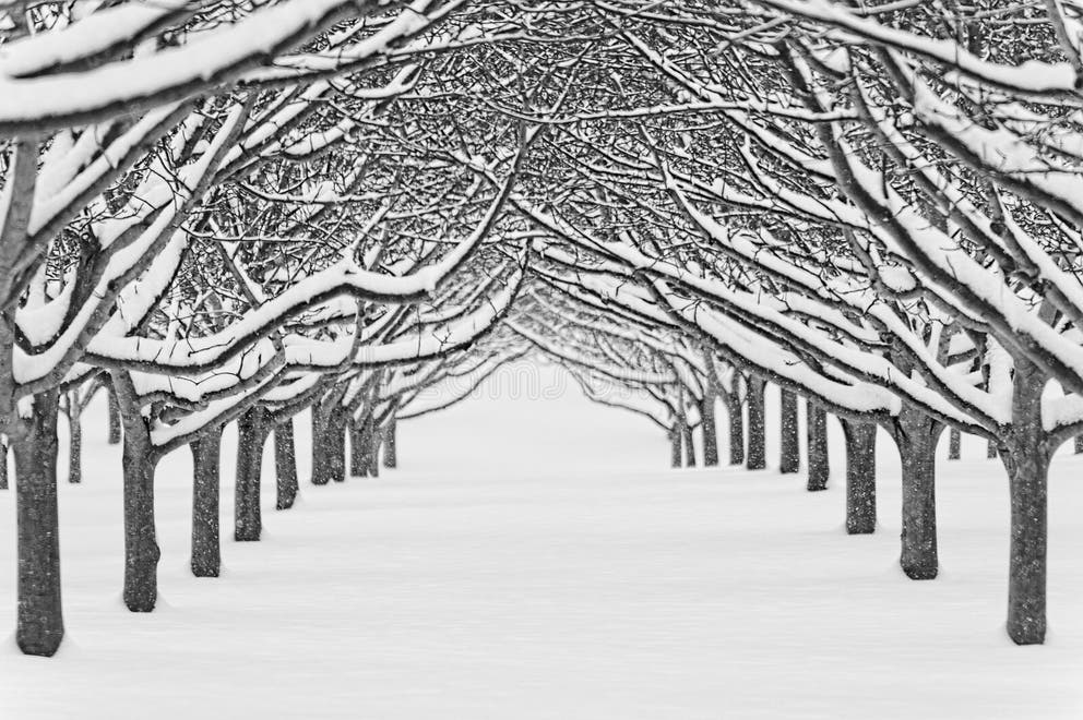Falling Snow Blankets an Orchard of Trees Stock Image - Image of path ...