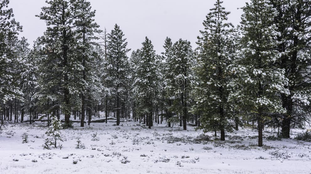 Falling Snow Blankets the Trees Stock Photo - Image of adventure ...