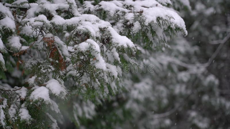 Falling Snow on Branches of Winter Trees. Heavy Snowfall Stock Video ...
