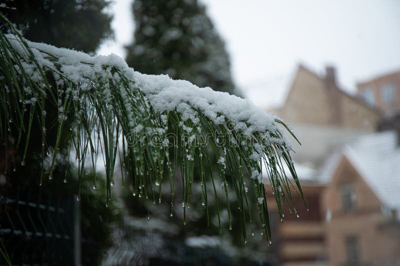 Falling Snow on Branches of Winter Trees. Heavy Snowfall Stock Photo ...